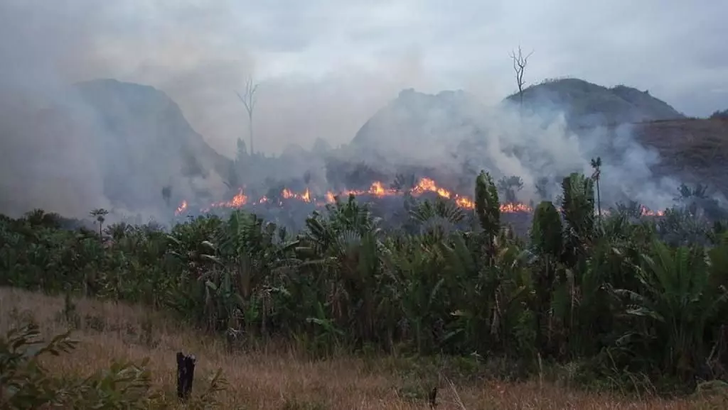 Incendie : plus d'incendies brûlent en Afrique centrale qu'en Amazonie 10165_1