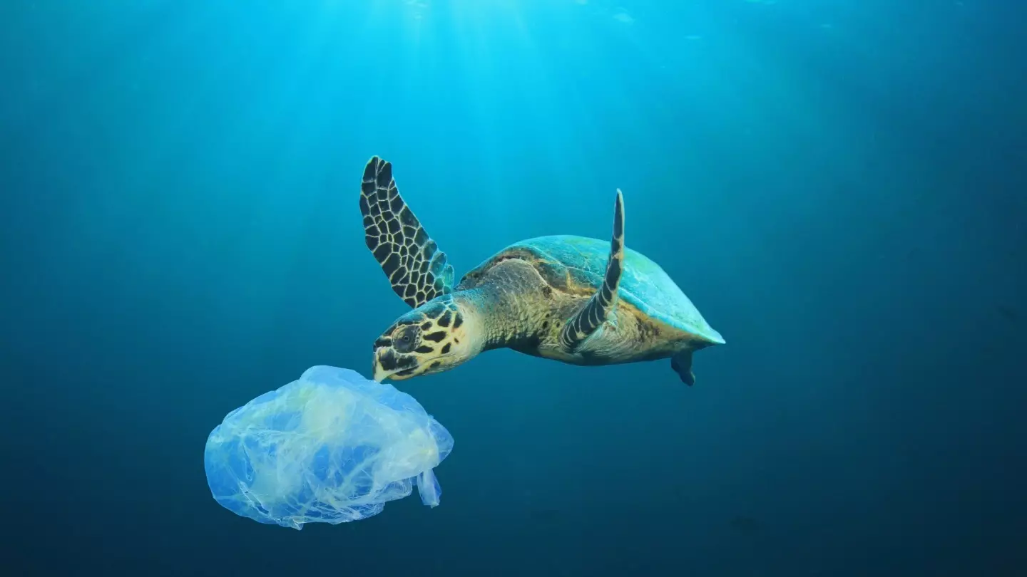 海洋塑料是否在食物链中进行生物累积？ 10515_0