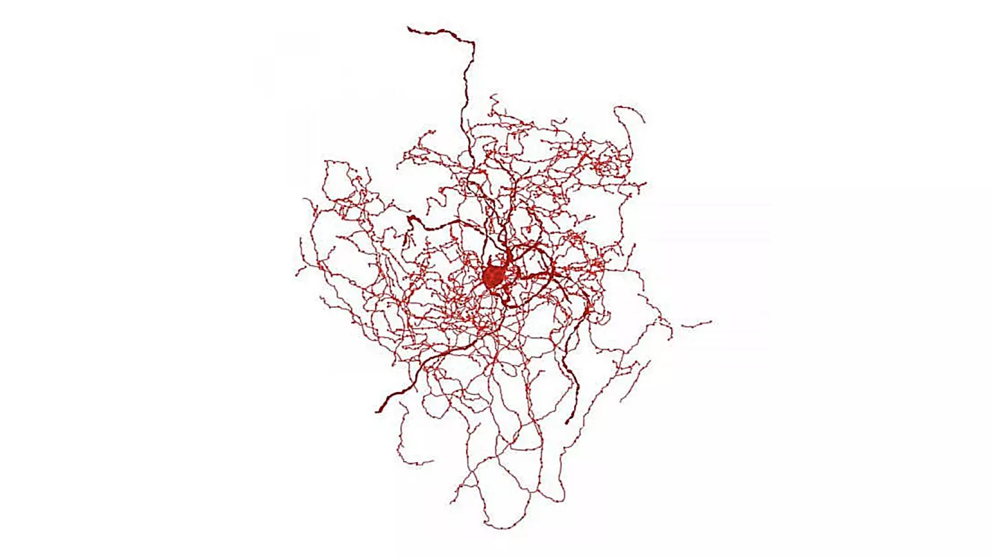 Alimlər insanlara xas ola biləcək yeni növ neyron kəşf ediblər 10519_0