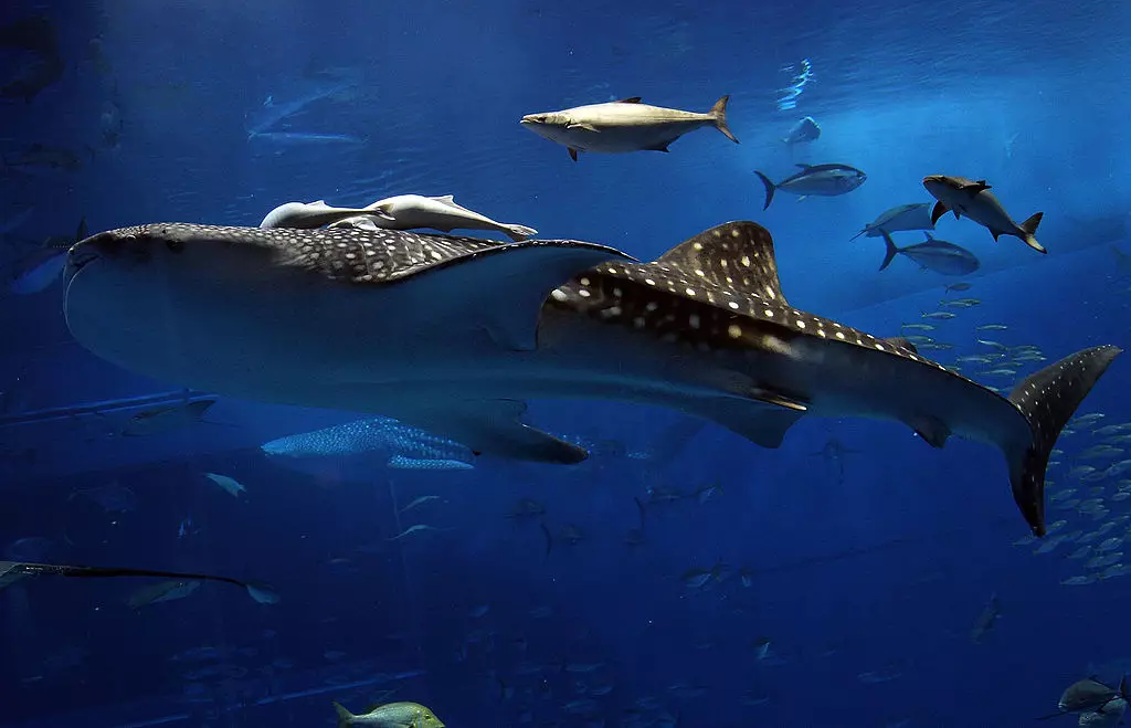 विशाल व्हेल शार्कच्या डोळ्यांच्या गोळ्यांवर दात असतात 10834_1