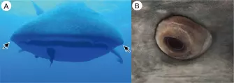 Hiu paus raksasa memiliki gigi di bola matanya 10834_2