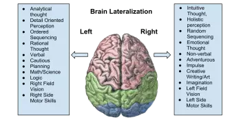 Sprogindlæring for voksne ændrer, hvordan hjernens halvkugler fungerer 11882_2