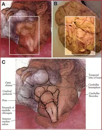 Michelangelo escondeu mensagens secretas no teto da Capela Sistina? 11950_5