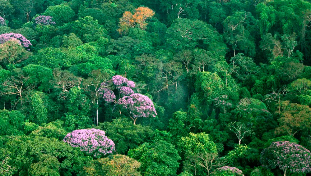 Este bosque tropical está a florecer grazas ao cambio climático 12041_0