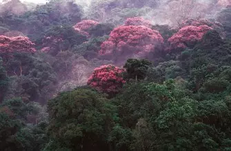 Este bosque tropical está a florecer grazas ao cambio climático 12041_3