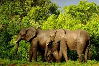 Kedu ihe kpatara ịchụ nta elephant ji enwe mmetụta 'oke' na ihu igwe ụwa anyị 12055_3