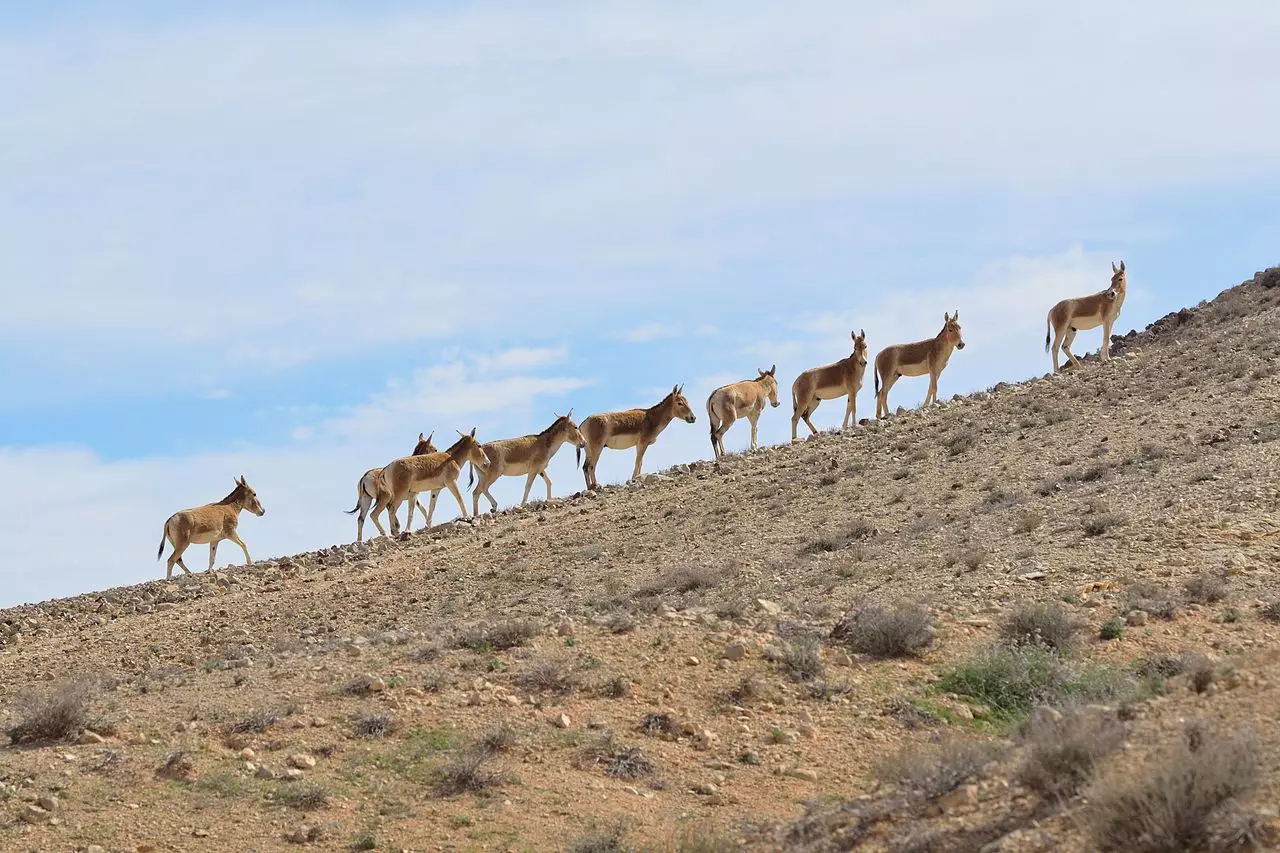 Animali esotici e la loro strana relazione con gli antichi Greci e Romani 1216_2