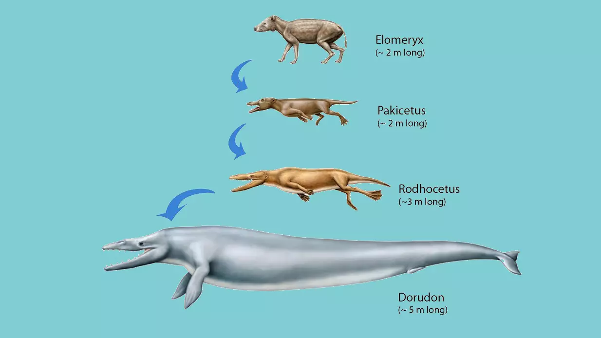 Античките суштества слични на елени се вратија во океанот за да станат китови. Но зошто? 12985_0