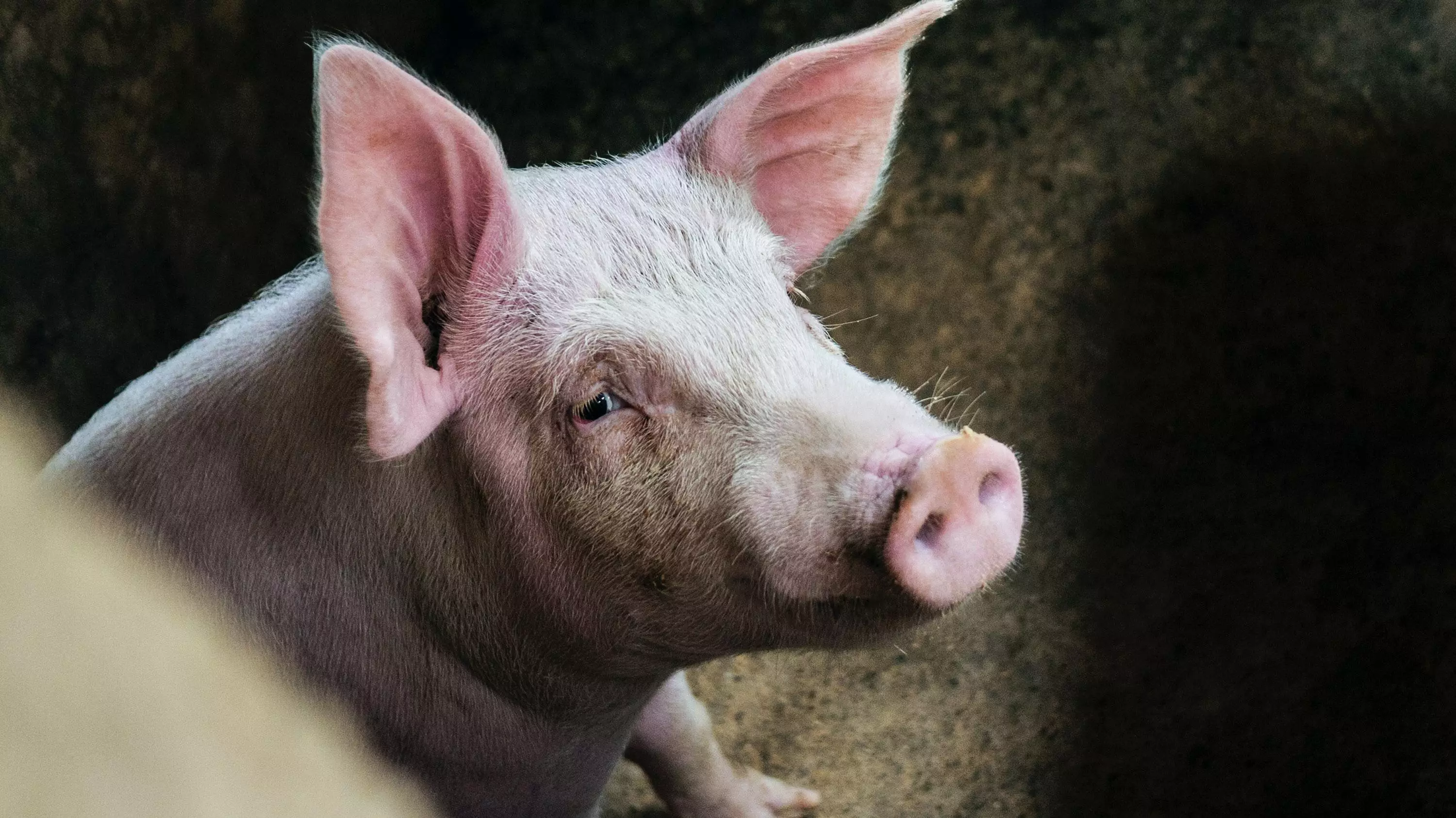 Стартап надеется начать трансплантацию органов от свиньи к человеку к 2022 году 13024_1