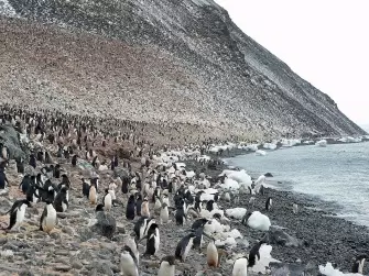 Lub caij no, Antarctica cov daus yog tig ntsuab 13156_4