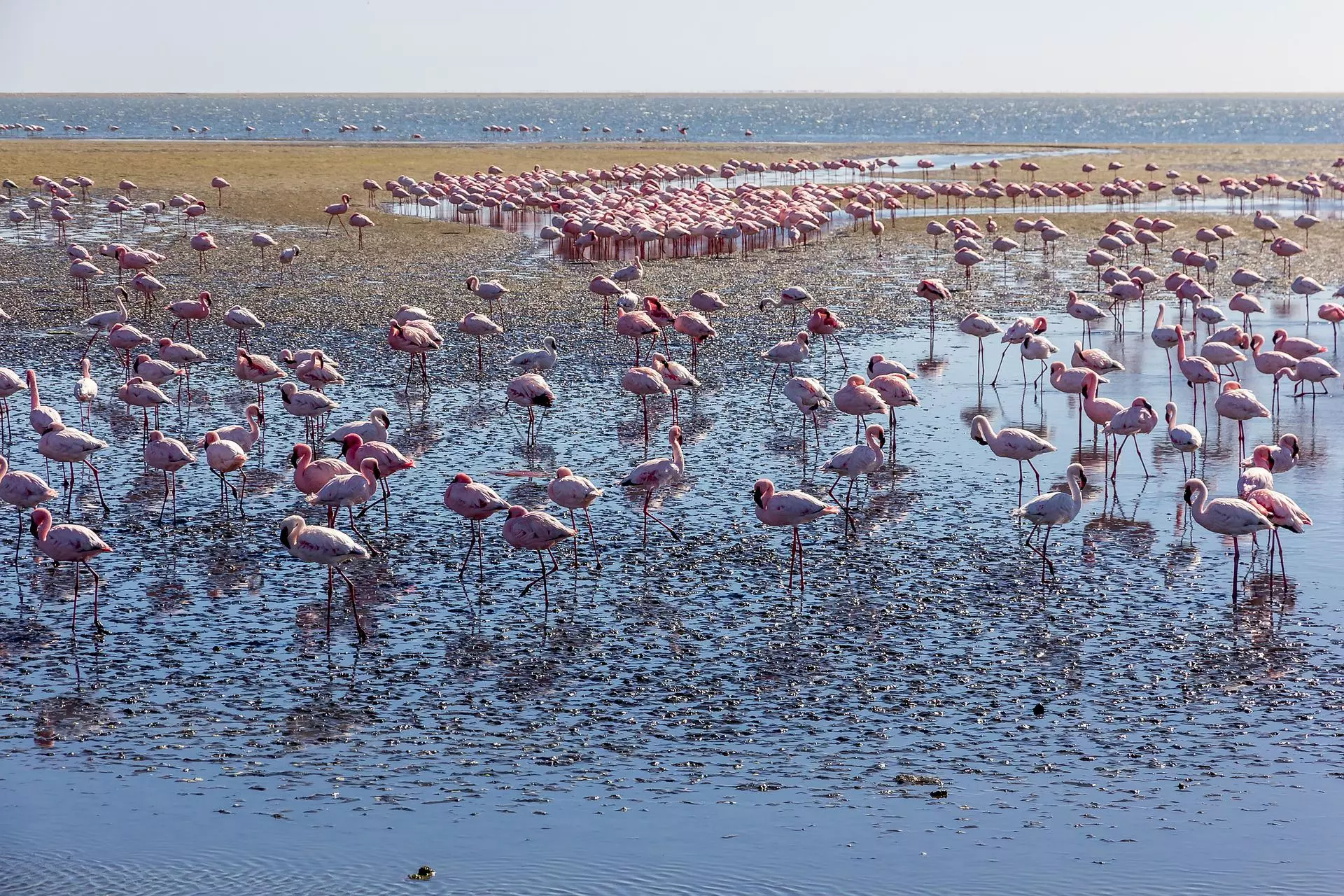Flamingai stovi tik ant vienos kojos, o fizika yra nuostabi priežastis 13221_1