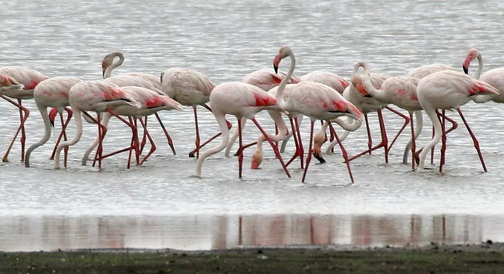 Flamingo's staan op net een been, en fisika is die verrassende rede hoekom 13221_3