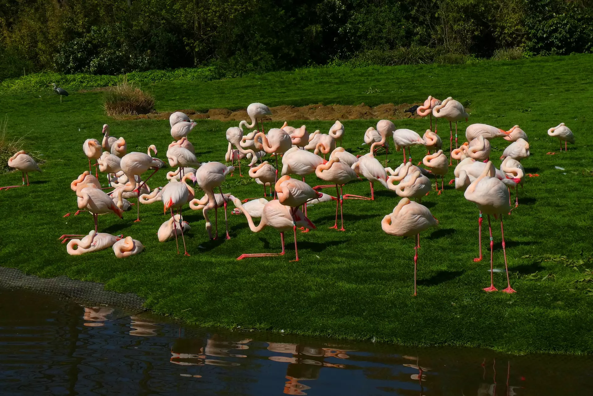 Flamingos yana tsaye akan ƙafa ɗaya kawai, kuma ilimin kimiyyar lissafi shine dalilin mamakin dalilin da yasa 13221_4