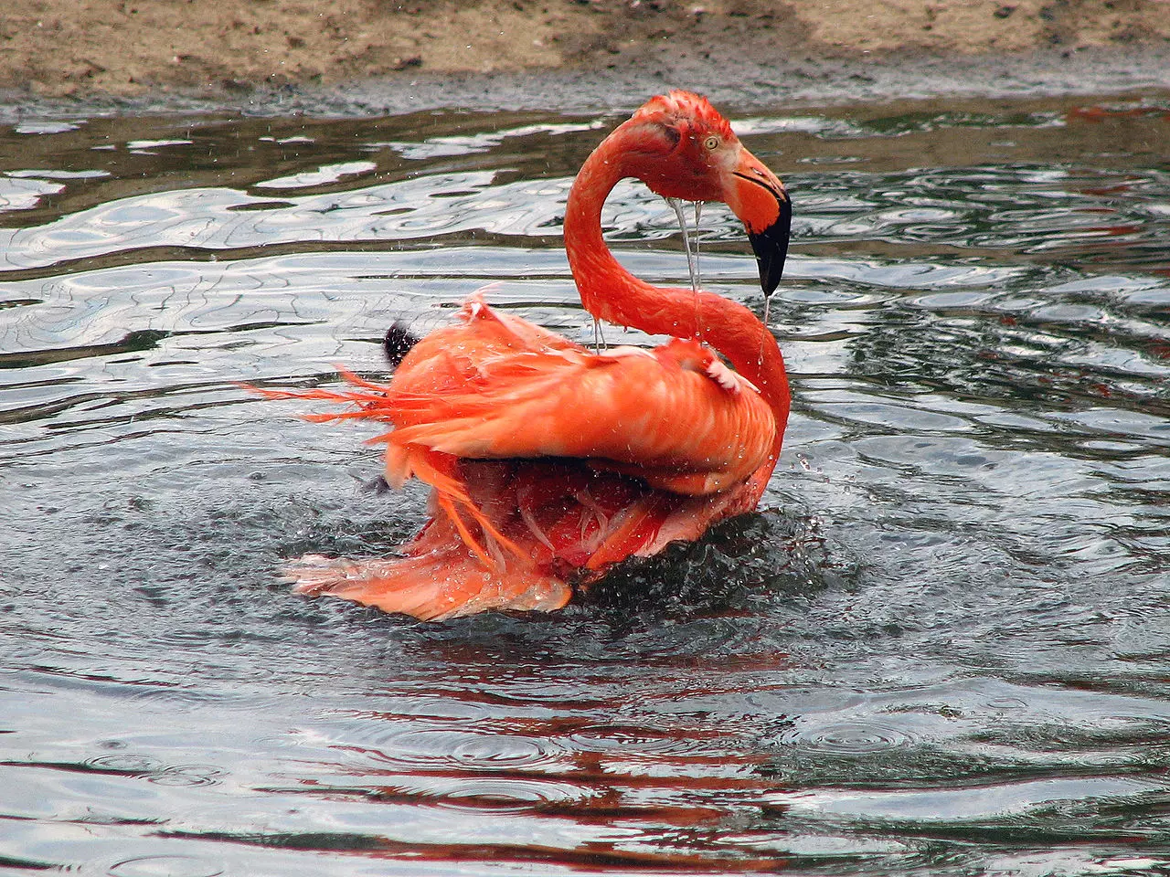 flamingo serşokê