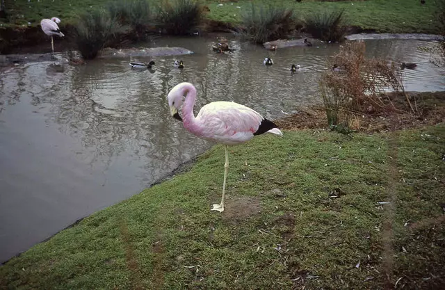 Flamingo stāv tikai uz vienas kājas, un fizika ir pārsteidzošs iemesls, kāpēc 13221_6