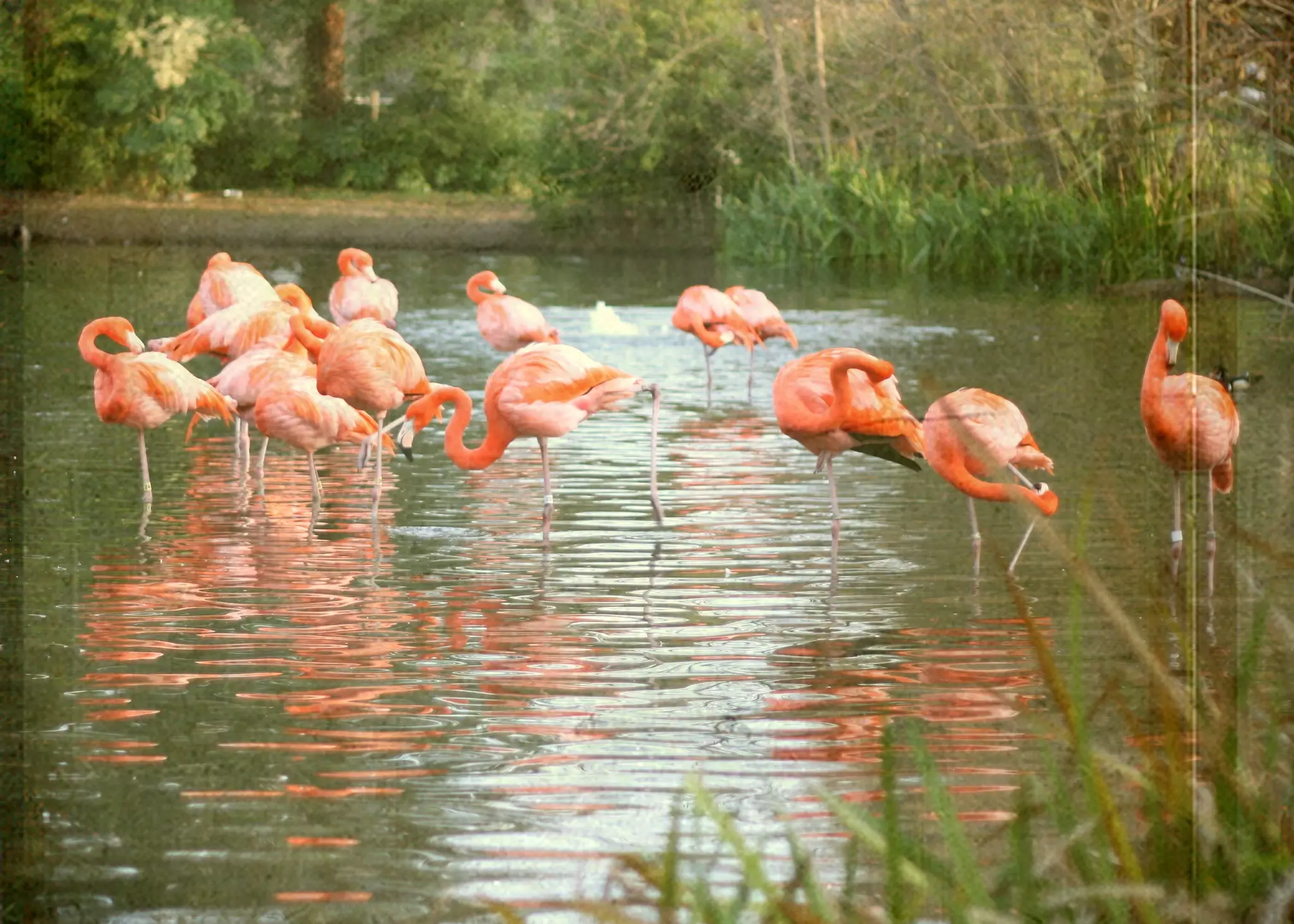 Flamingo berdiri hanya dengan satu kaki, dan fisika adalah alasan yang mengejutkan mengapa 13221_8