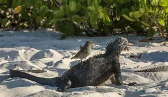 10 descobriments fascinants de les illes Galápagos 13293_4