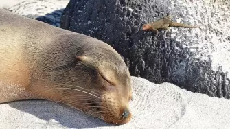 10 descobriments fascinants de les illes Galápagos 13293_5