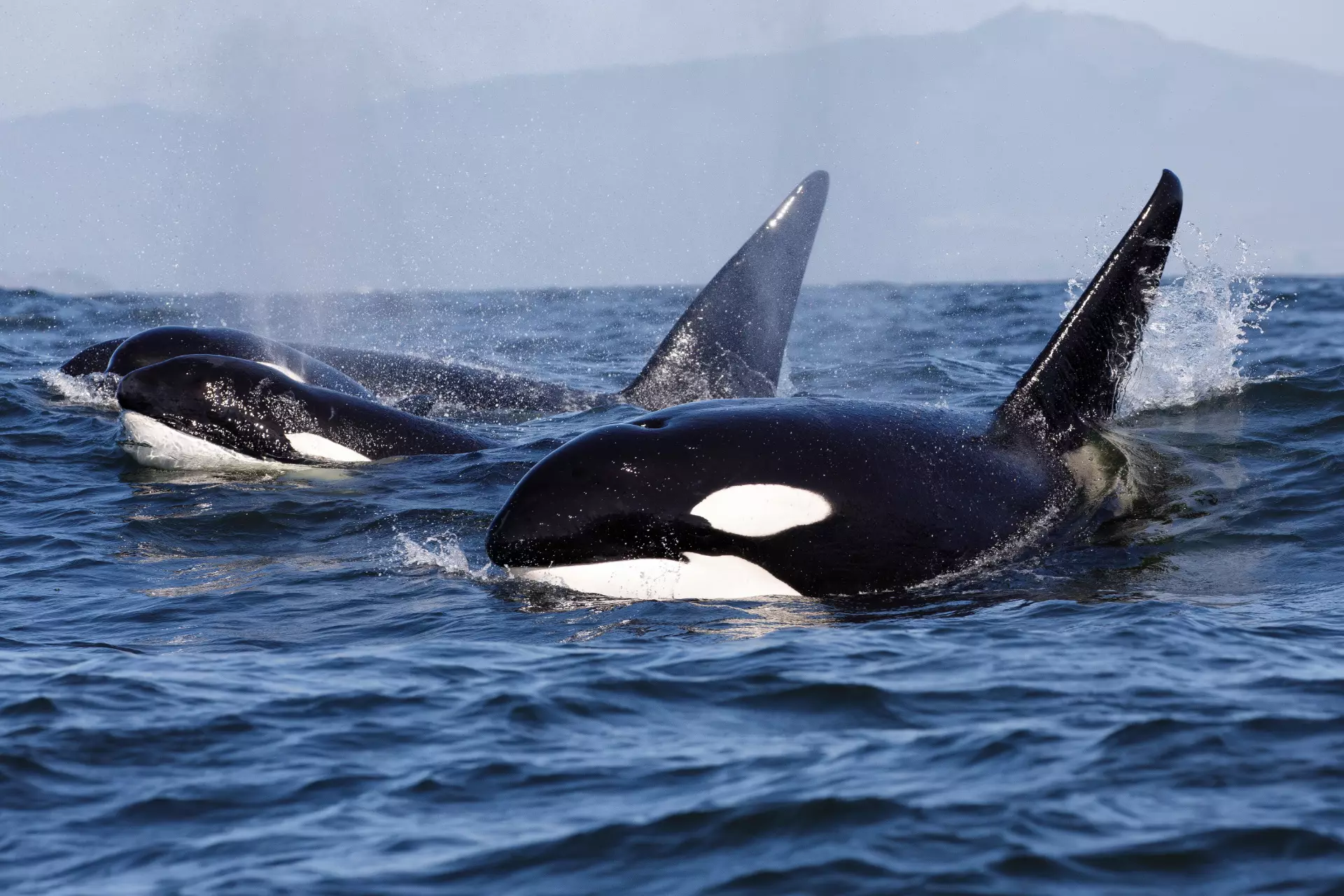 Os tiburóns foxen aterrorizados cando aparecen as orcas 13670_1