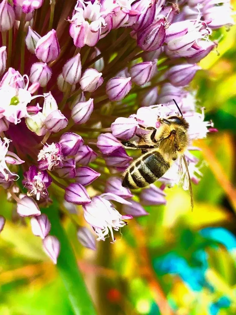 Výskum vedený Rutgersom zistil, že úbytok včiel ohrozuje výnosy plodín 13705_1