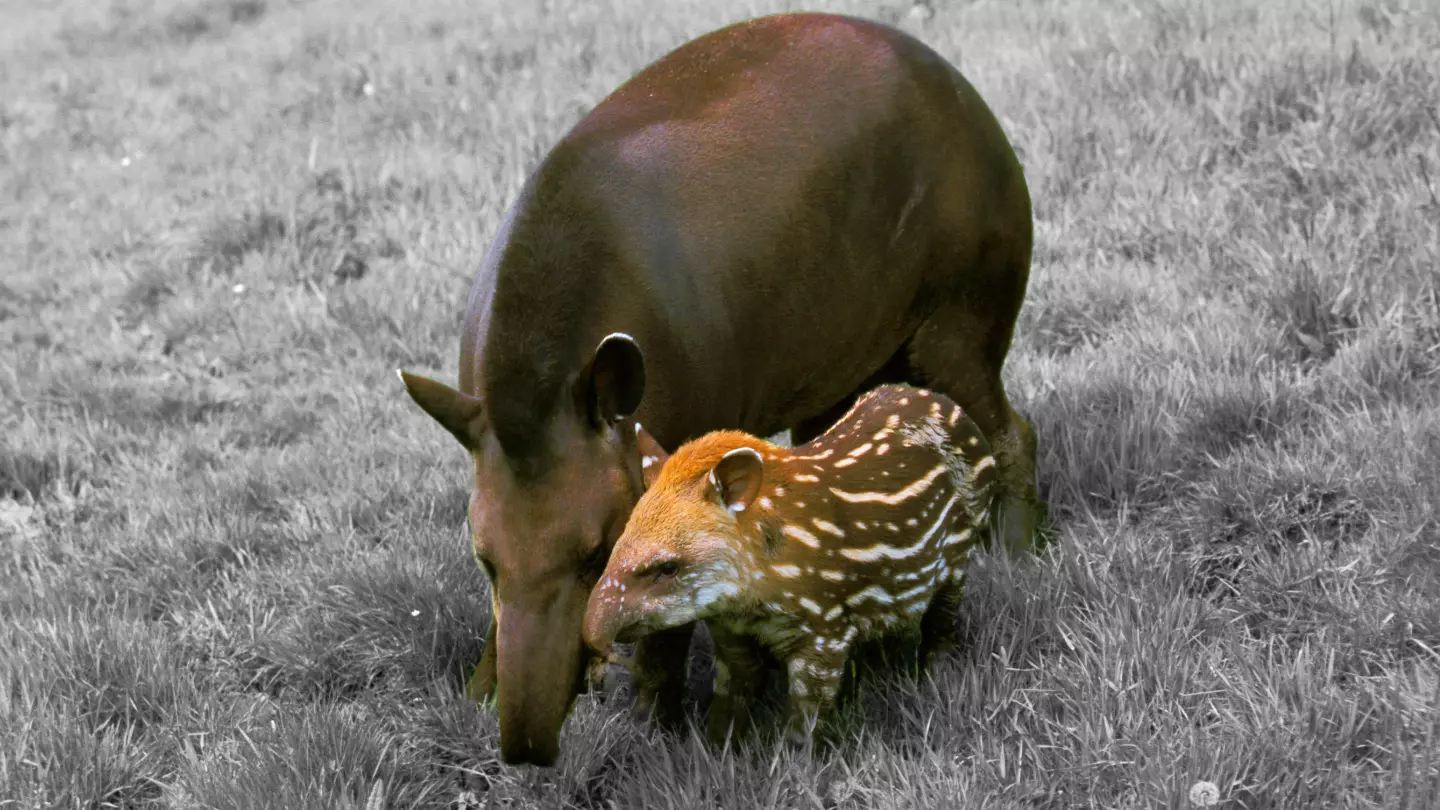 Tsogolo la Amazon likhoza kudalira tapir poop 13706_1