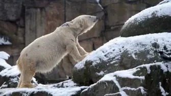 Jeśli tak bardzo cenimy zwierzęta, co jest z wszystkimi klatkami? 14015_4