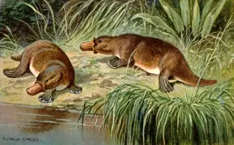 Platypus smeruje k vyhynutiu, varujú austrálski vedci 14040_3