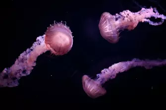 Isbeddelka cimiladu waxay keeni kartaa badaha acidic ah oo ay ka buuxaan jellyfish 14054_2