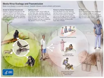 De wereld heeft nu een Ebola-vaccin, in historische EU-goedkeuring 14201_2