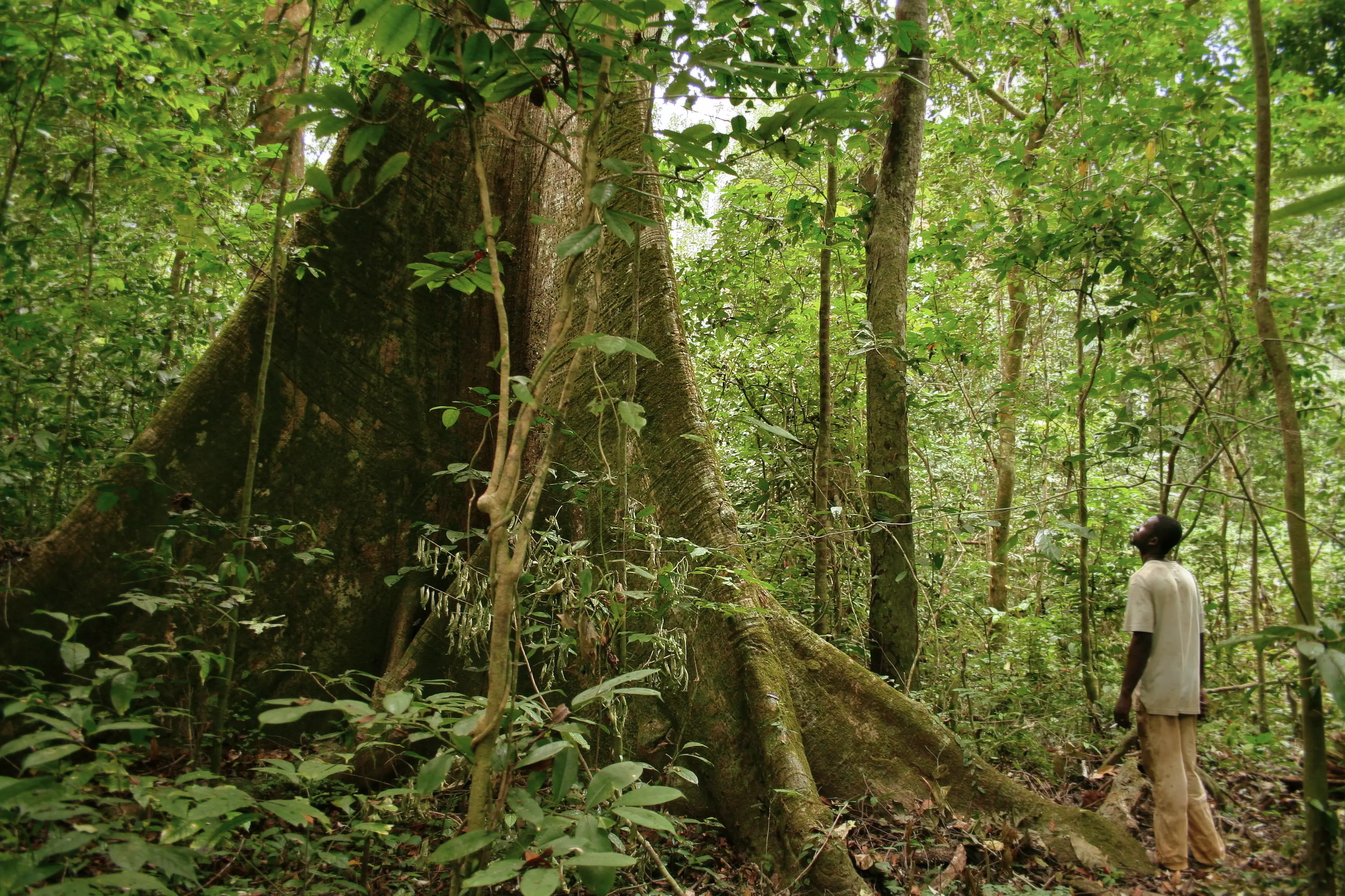 ઐતિહાસિક સોદામાં, ગેબનને તેના જંગલોના રક્ષણ માટે $150 મિલિયન મળશે 14202_1