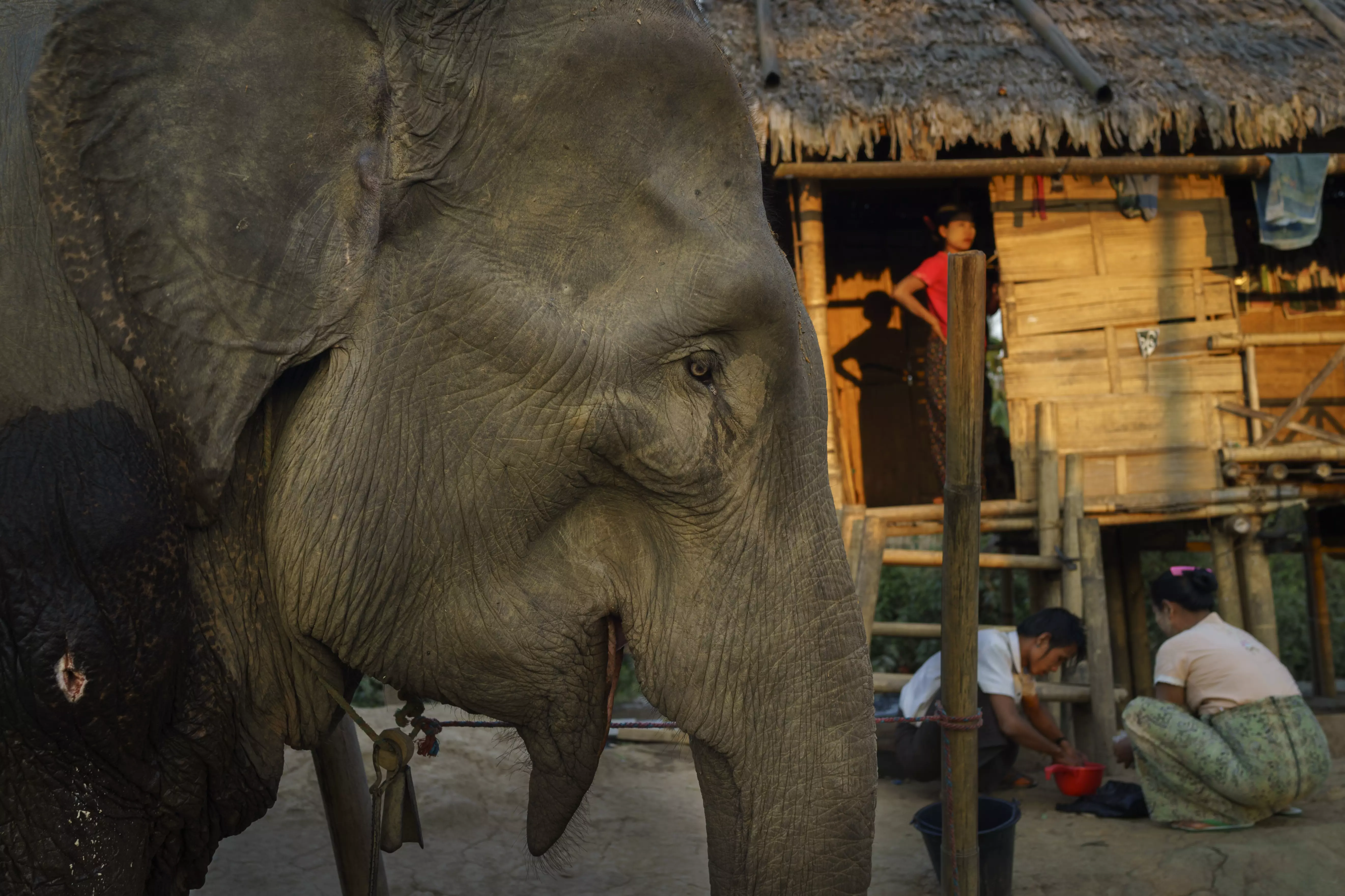 Kehidupan mengejutkan gajah pembalak Myanmar 14206_1