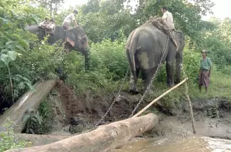 Překvapivé životy myanmarských lesních slonů 14206_2