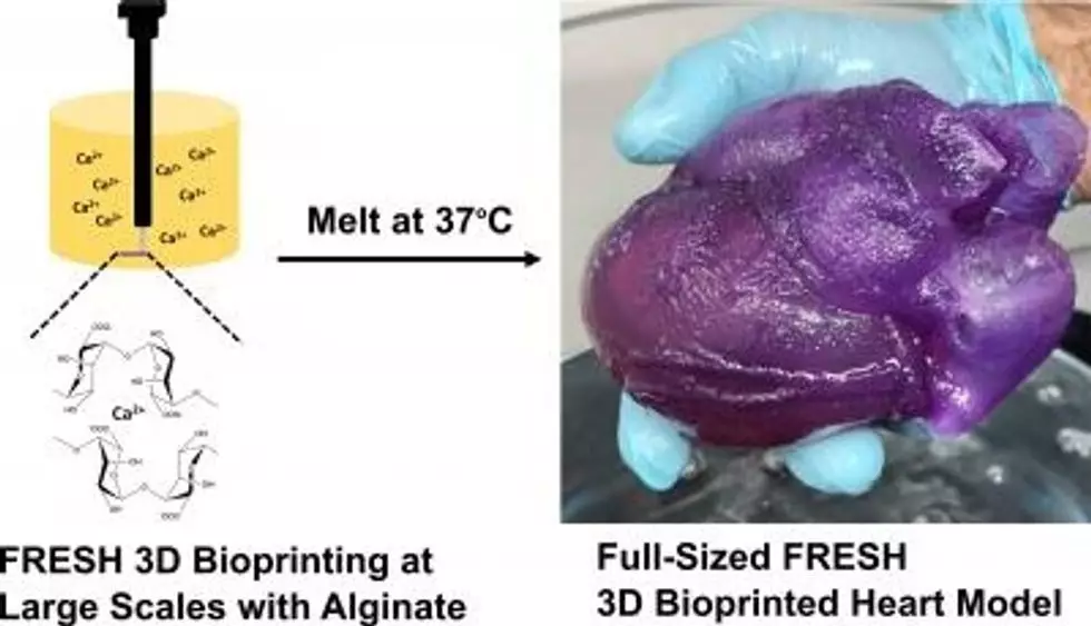 חוקרים 3D bioprint מודל לב אנושי ריאליסטי בפעם הראשונה 14344_1