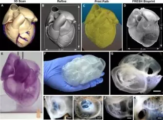 Bafuputsi ba 3D bioprint ea 'nete ea mohlala oa pelo ea motho ka lekhetlo la pele 14344_2