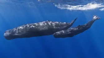 Les baleines sont perpétuellement stressées. Voici comment le 11 septembre nous l'a montré. 14636_2