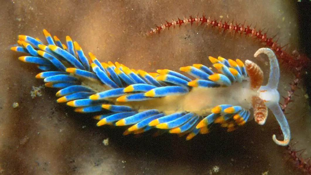 Nudibranchs: 심해의 사이키델릭한 신체 강탈자