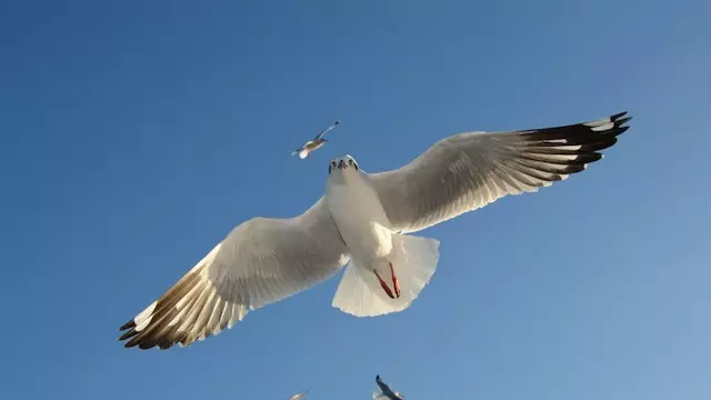 अल्बाट्रॉस और गिरगिट 15714_0