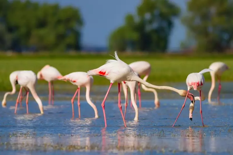 Fysik, inte genetik, förklarar varför flamingor står på ett ben 1611_5