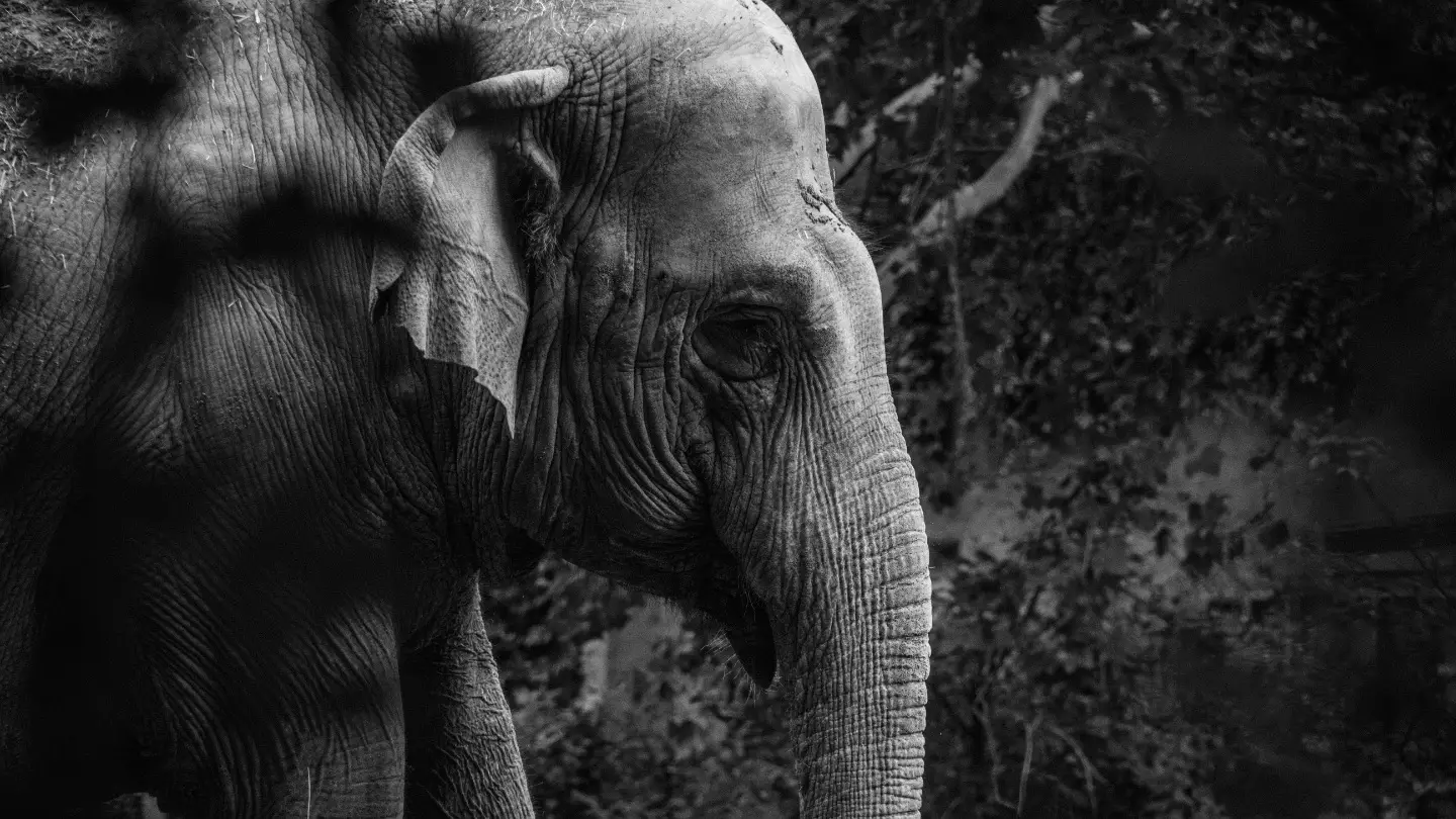 ¿Son los animales 'personas'? Corte de Nueva York escucha caso de Happy the elephant 16195_1