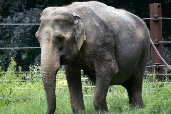 Adakah haiwan 'orang'? Mahkamah New York mendengar kes Happy the elephant 16195_2