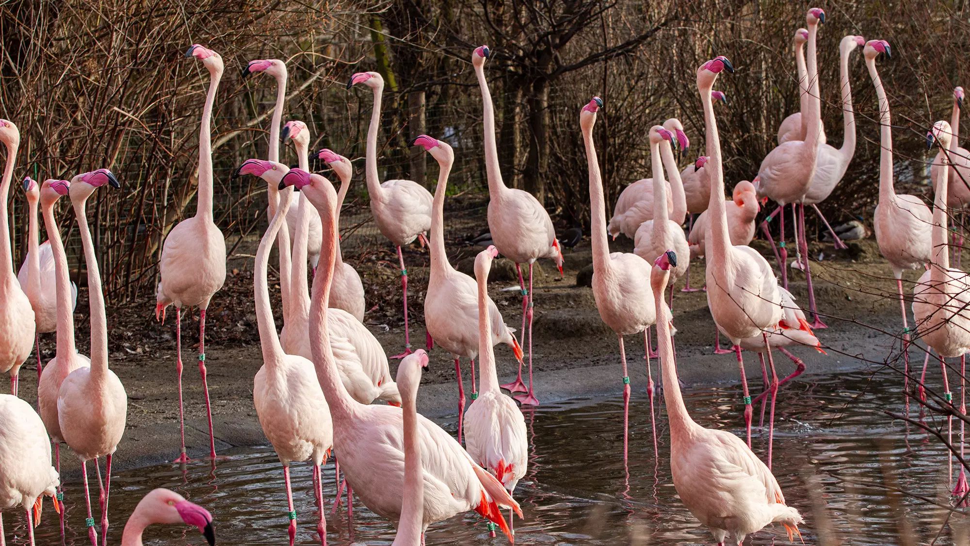Flamingos uzak möhletli dostluk döredýär we 16415_1