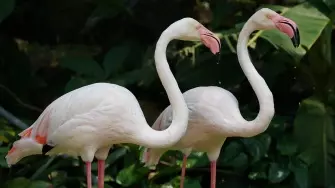 Flamingos suna kulla abota na dogon lokaci da 16415_2