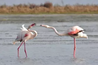 Flamingo amapanga mabwenzi a nthawi yayitali komanso 16415_3
