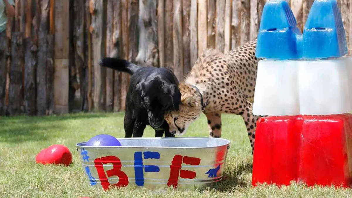 Šunų jaunikliai draugauja su gepardų jaunikliais, kad išgelbėtų rūšis 16614_1