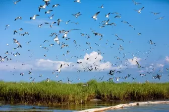 Por que os pássaros voam para o sul no inverno - e mais sobre a migração de pássaros 16658_2