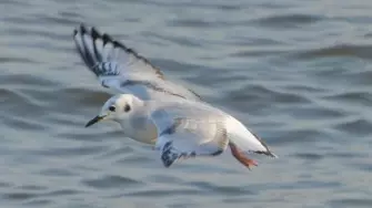 De ce păsările zboară spre sud pentru iarnă - și mai multe despre migrația păsărilor 16658_3
