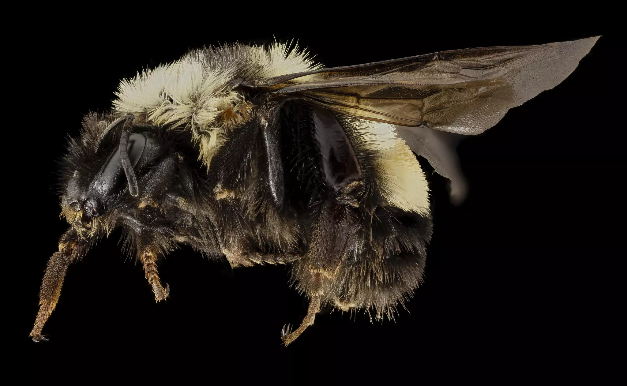 დროა ეს ბუმბული ფუტკარი მთავრობის დაცვის ქვეშ მოექცეს 16674_1