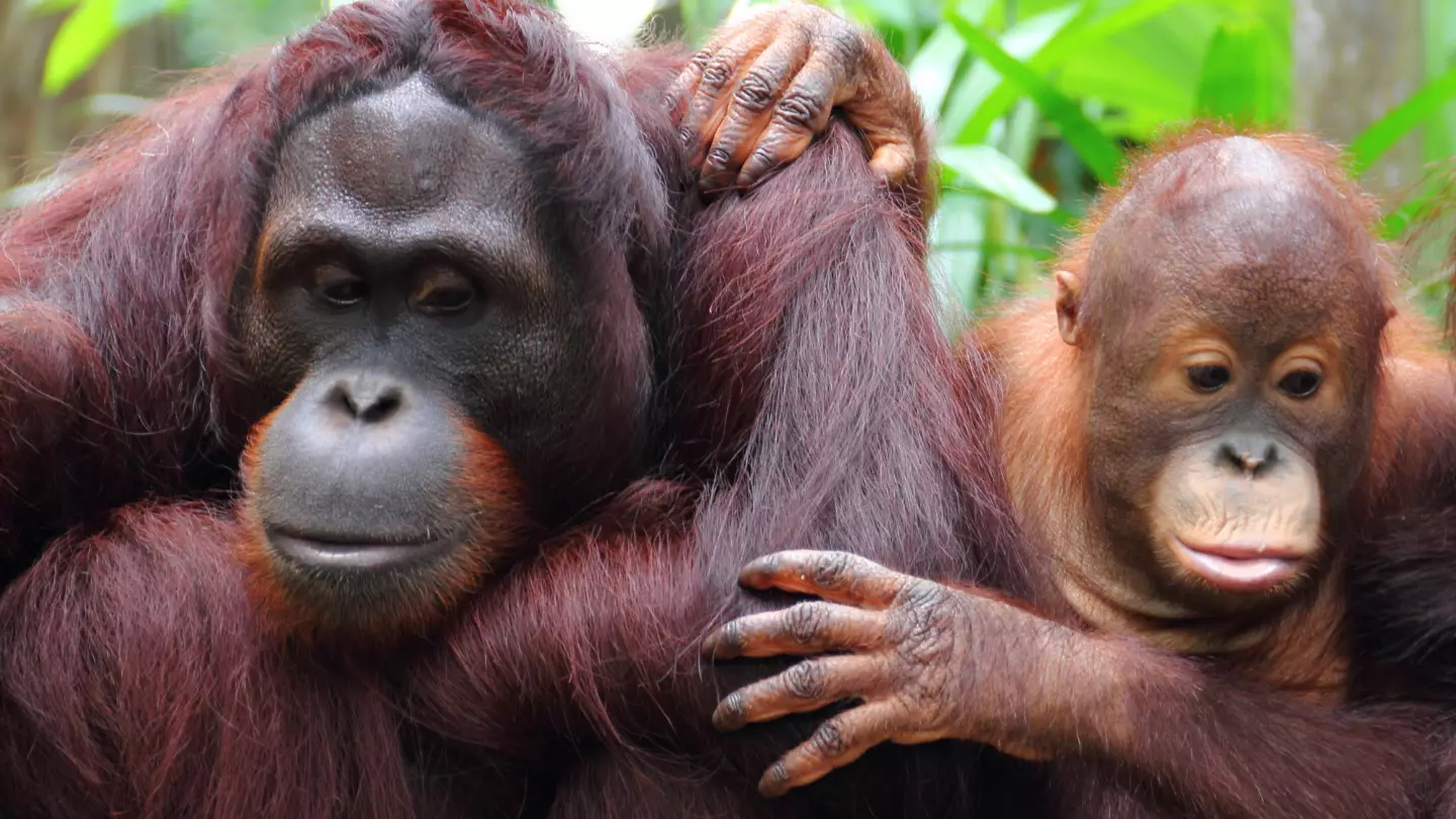 Orangutangoj elmontras konscion pri la pasinteco 16732_1