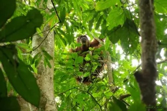 Orangutans vanoratidza kuziva zvekare 16732_3