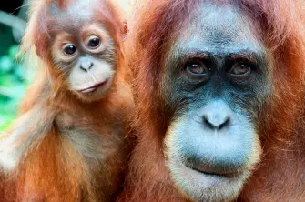 Orangutangoj elmontras konscion pri la pasinteco 16732_4